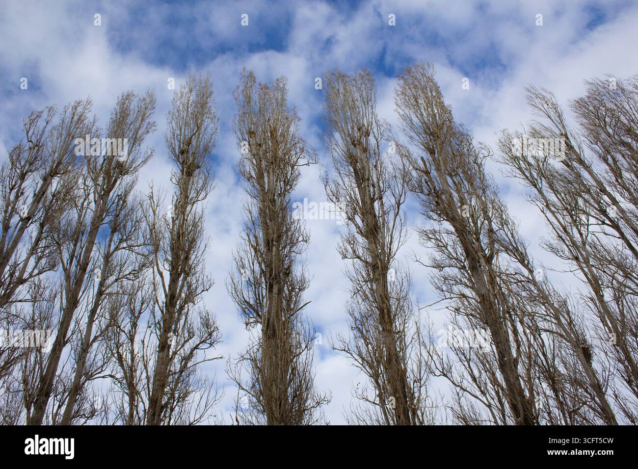 Minimalist landscape with tall, thin trees Stock Photo - Alamy