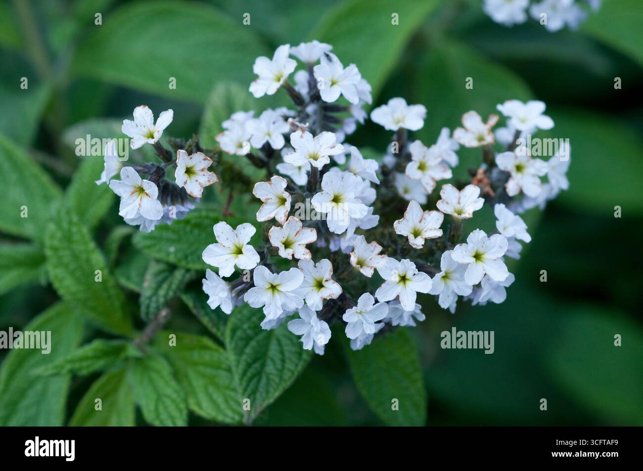 Clusters of small white blossoms surrounded hi-res stock photography ...