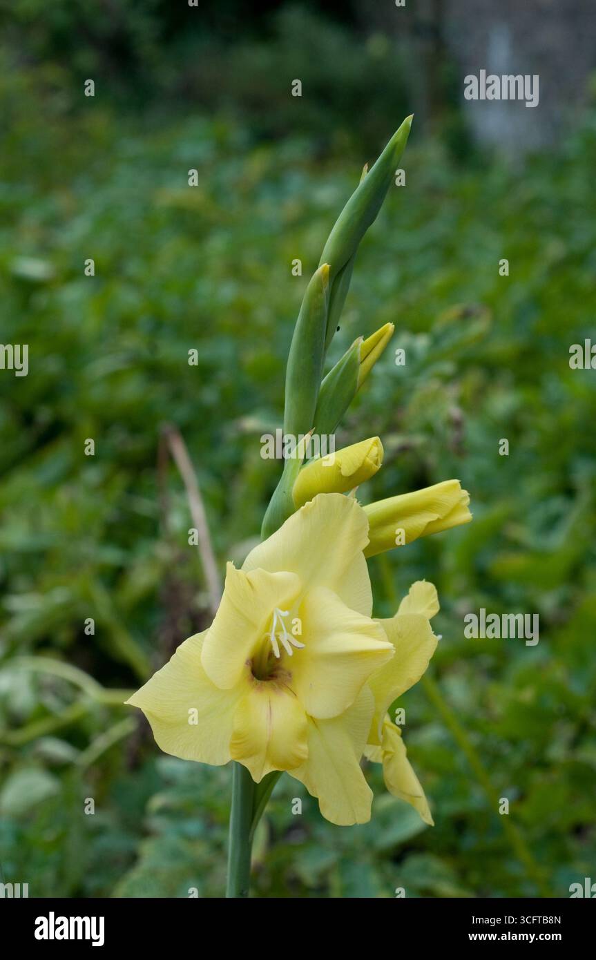 A striking cluster of yellow gladiolus flowers stands tall against ...