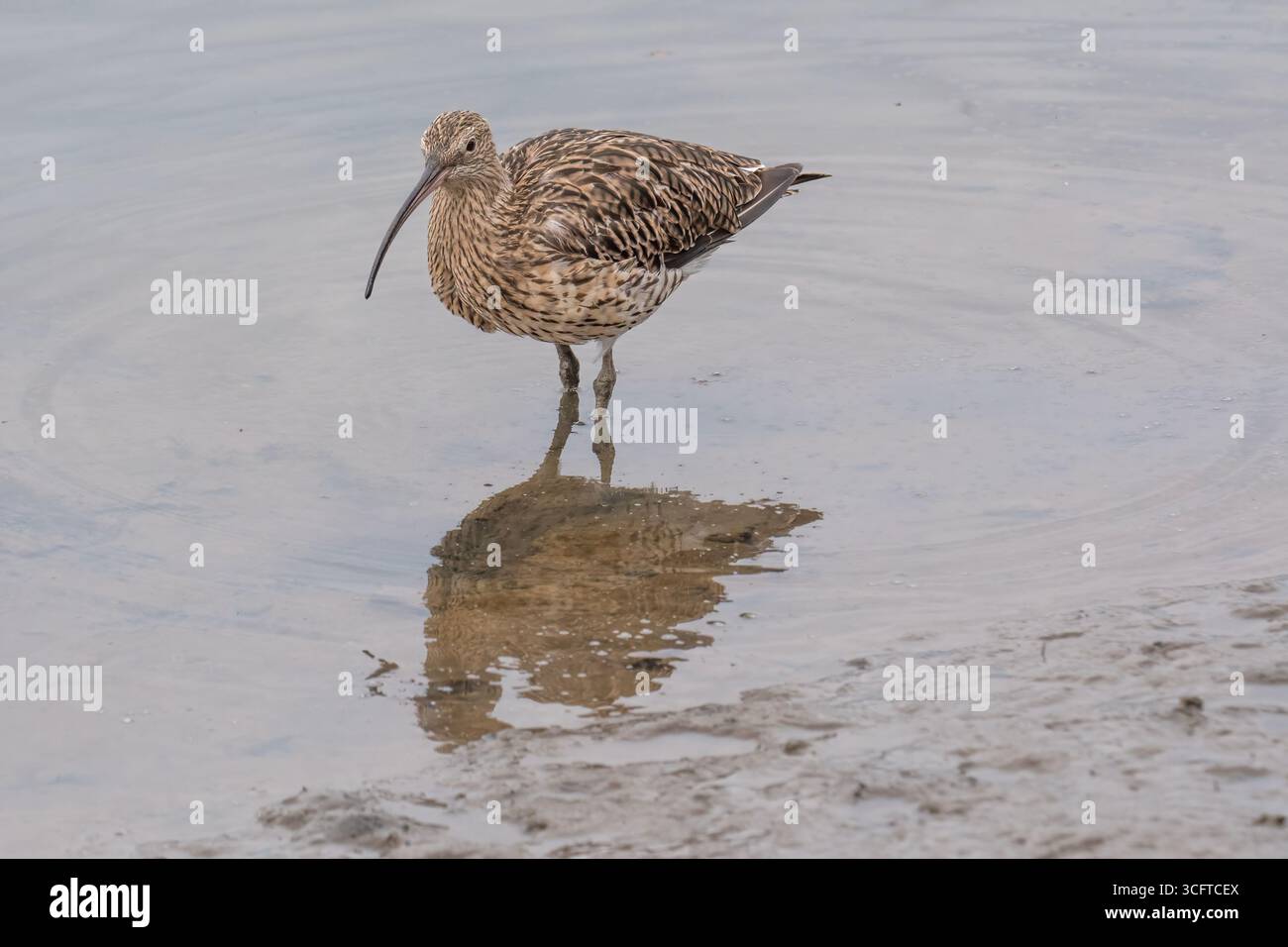 Curlew close up (Numenius arquata) is a large, mottled brown and grey ...
