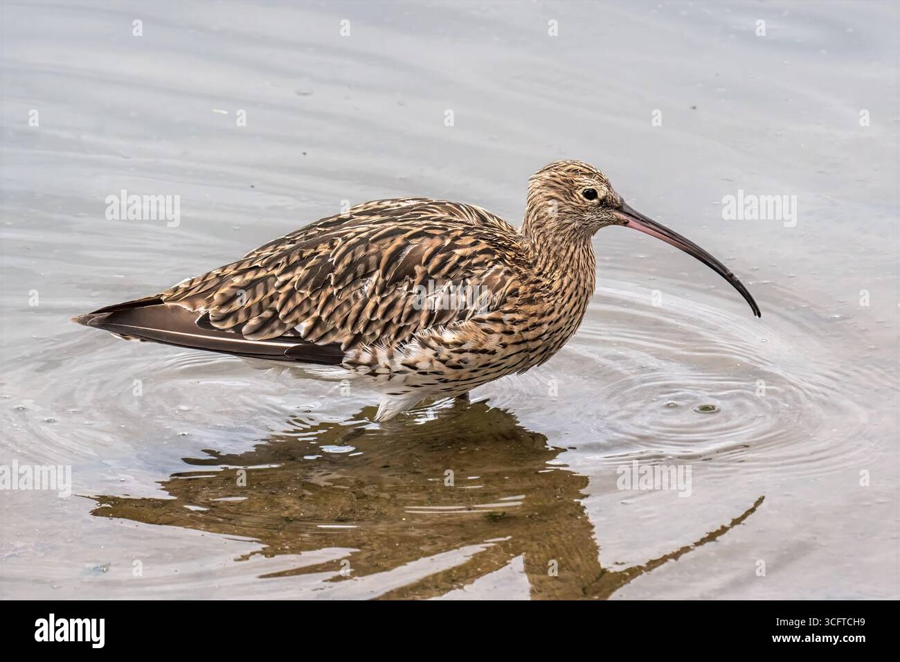 Curlew close up (Numenius arquata) is a large, mottled brown and grey ...
