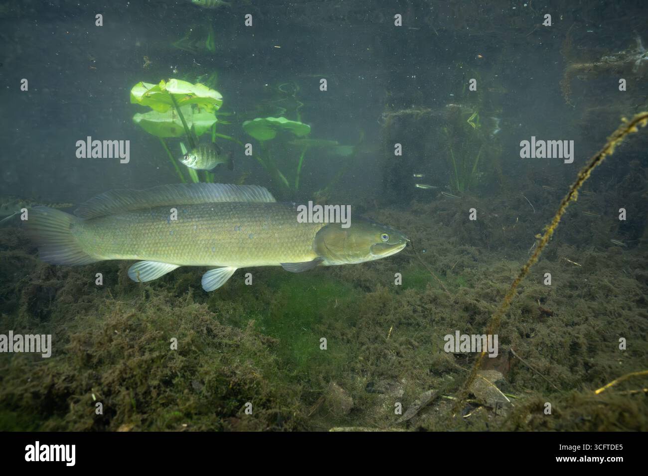 Bowfin in dark spring wetland Stock Photo - Alamy