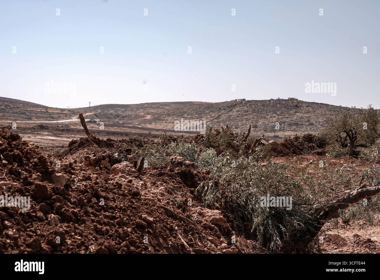 View uprooted olive trees hi-res stock photography and images - Alamy