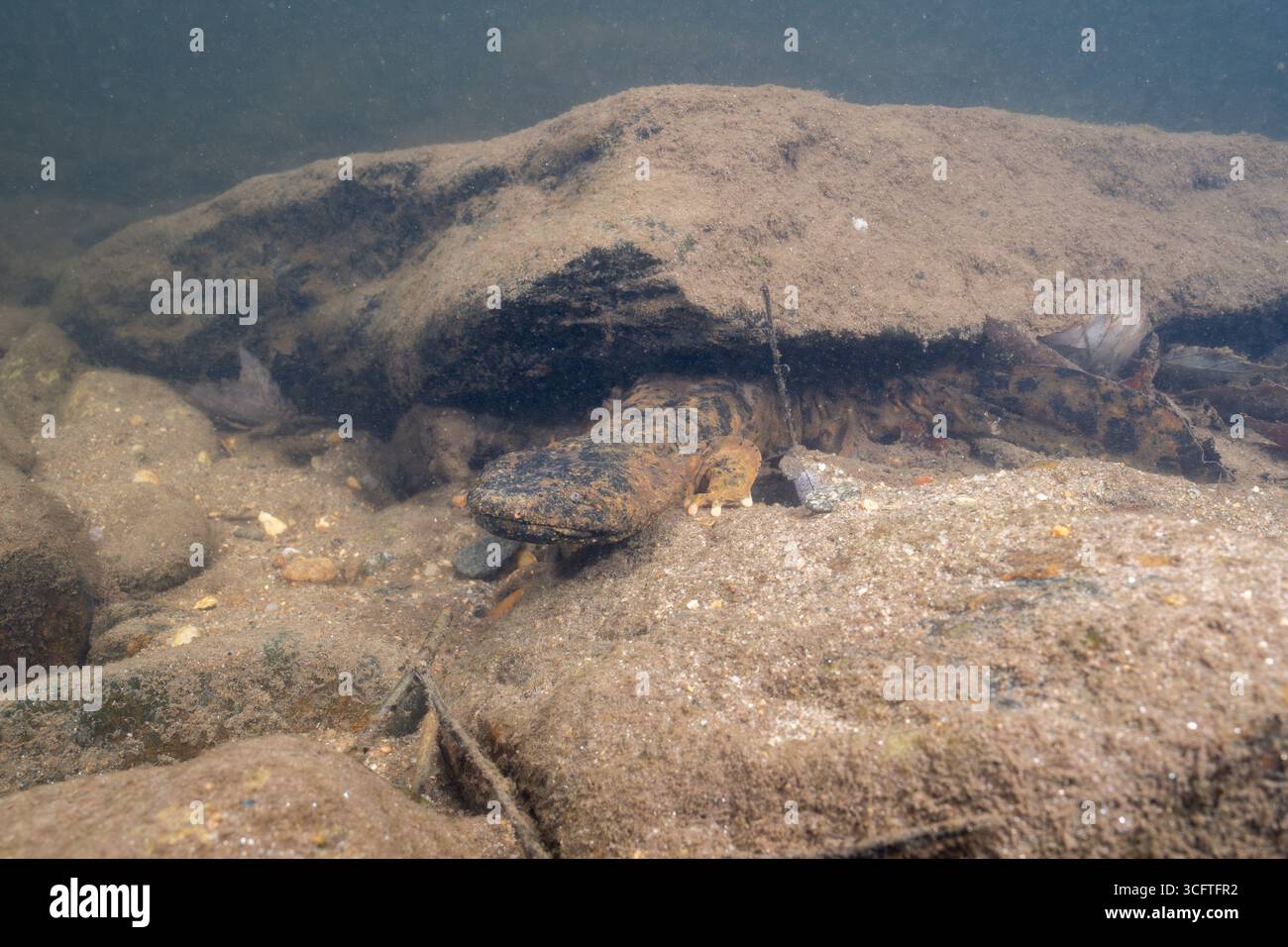 Eastern hellbender salamander hi-res stock photography and images - Alamy