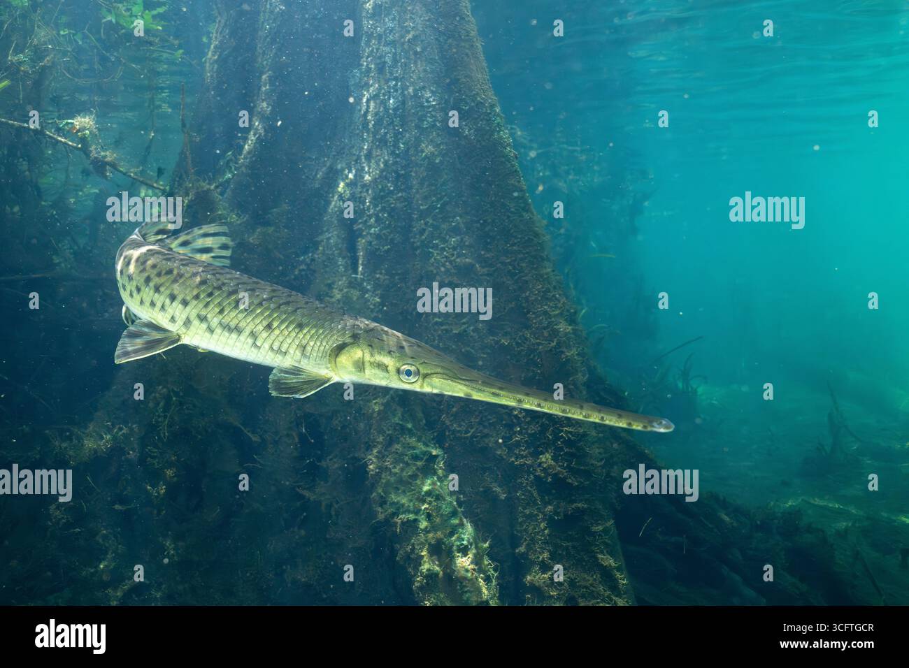 Longnose gar swimming in front of tree Stock Photo - Alamy
