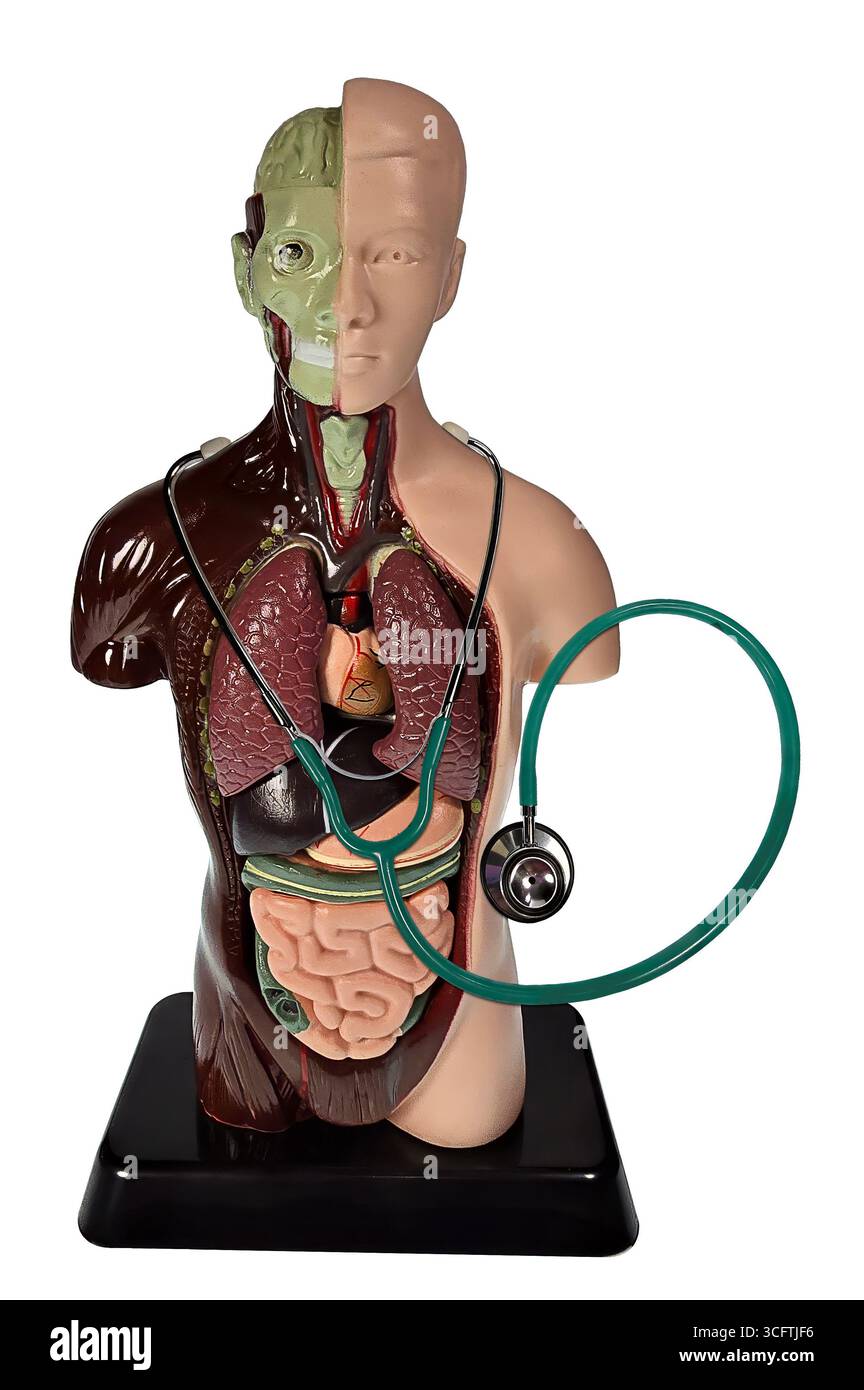 Medical body organ model displaying the vital functions of the body ...