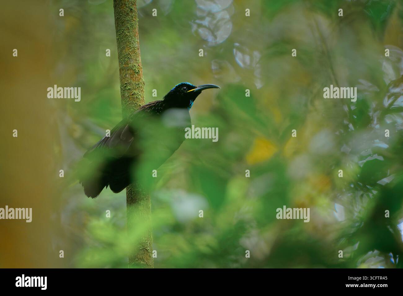Magnificent bird of paradise hi-res stock photography and images - Alamy