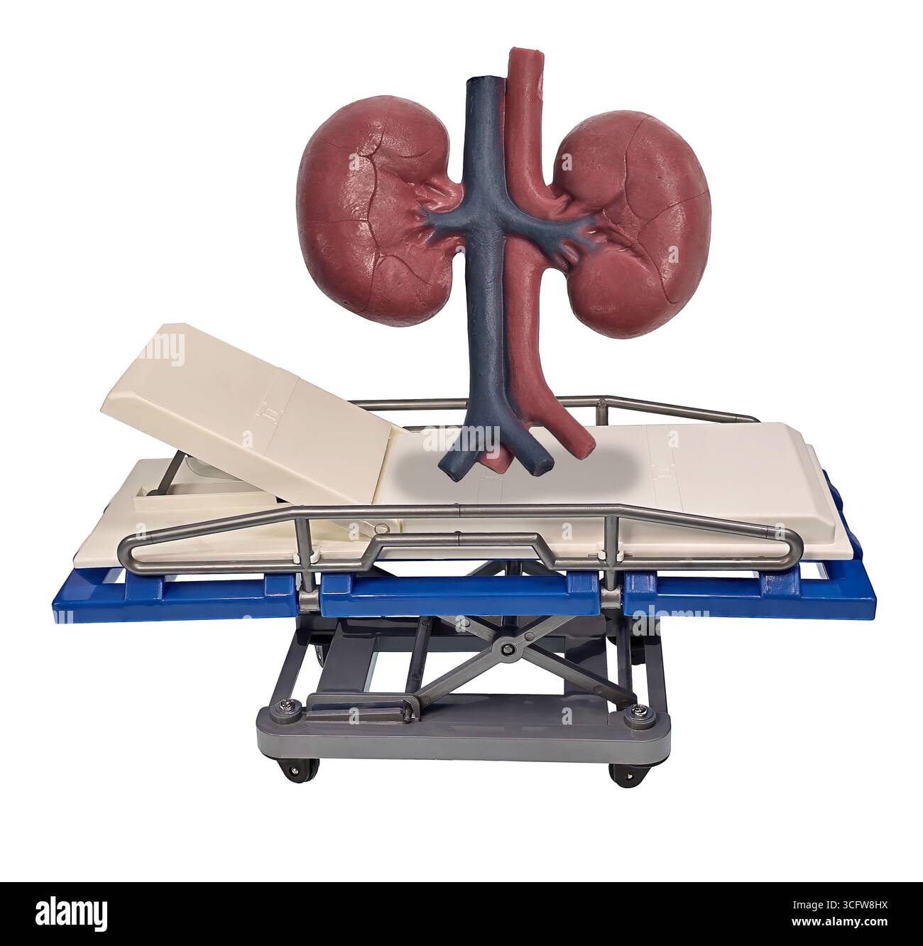 Kidneys filter the blood in the body on a hospital bed to show care or ...