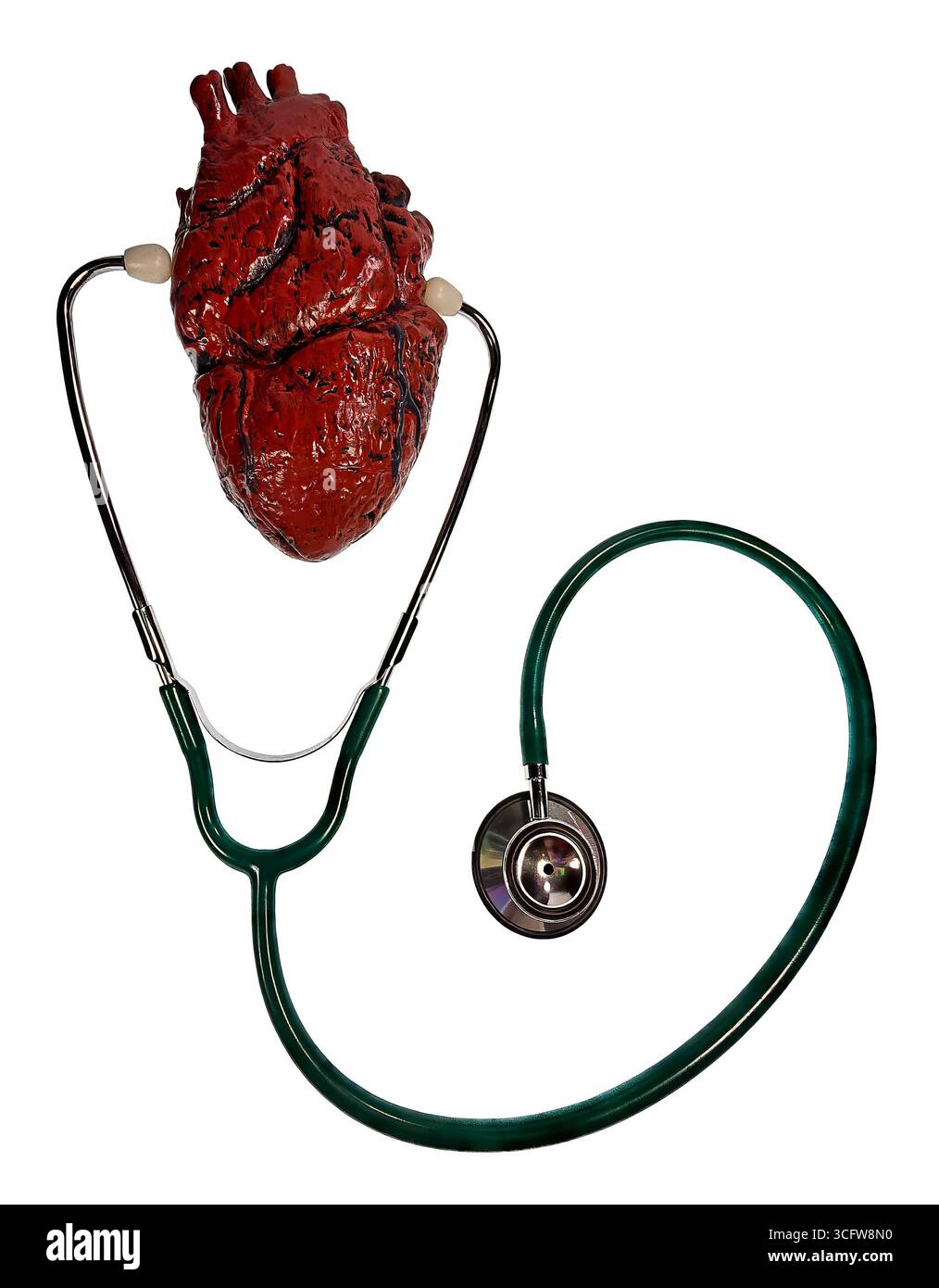 A model of the human heart with stethoscope to hear it beating Stock ...