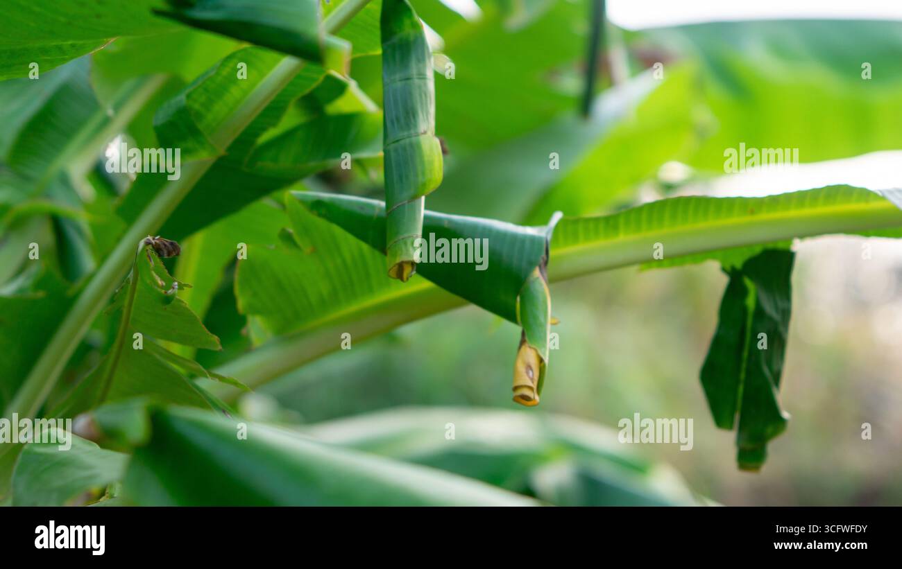 Rolled banana leaves on a tree, where Erionota thrax (banana skipper ...