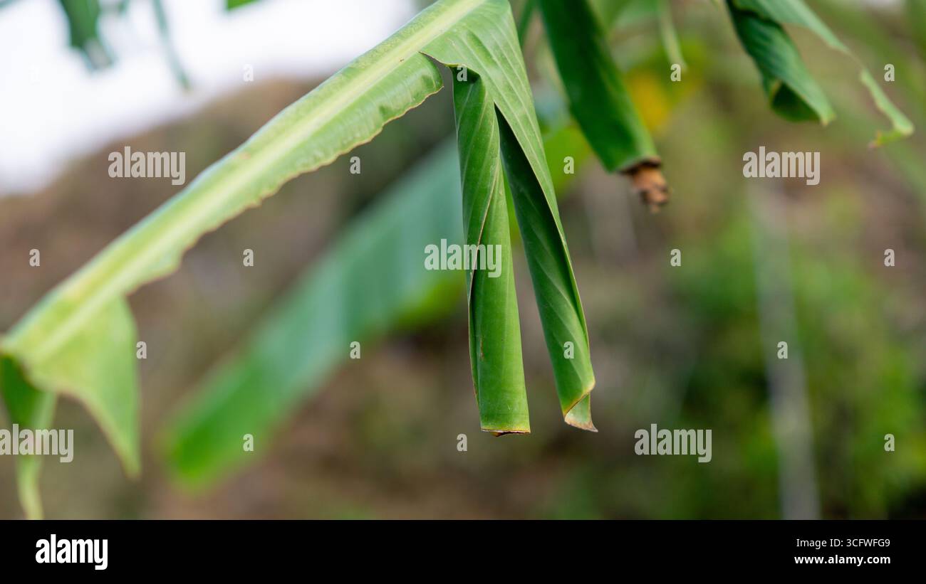 Rolled banana leaves on a tree, where Erionota thrax (banana skipper ...