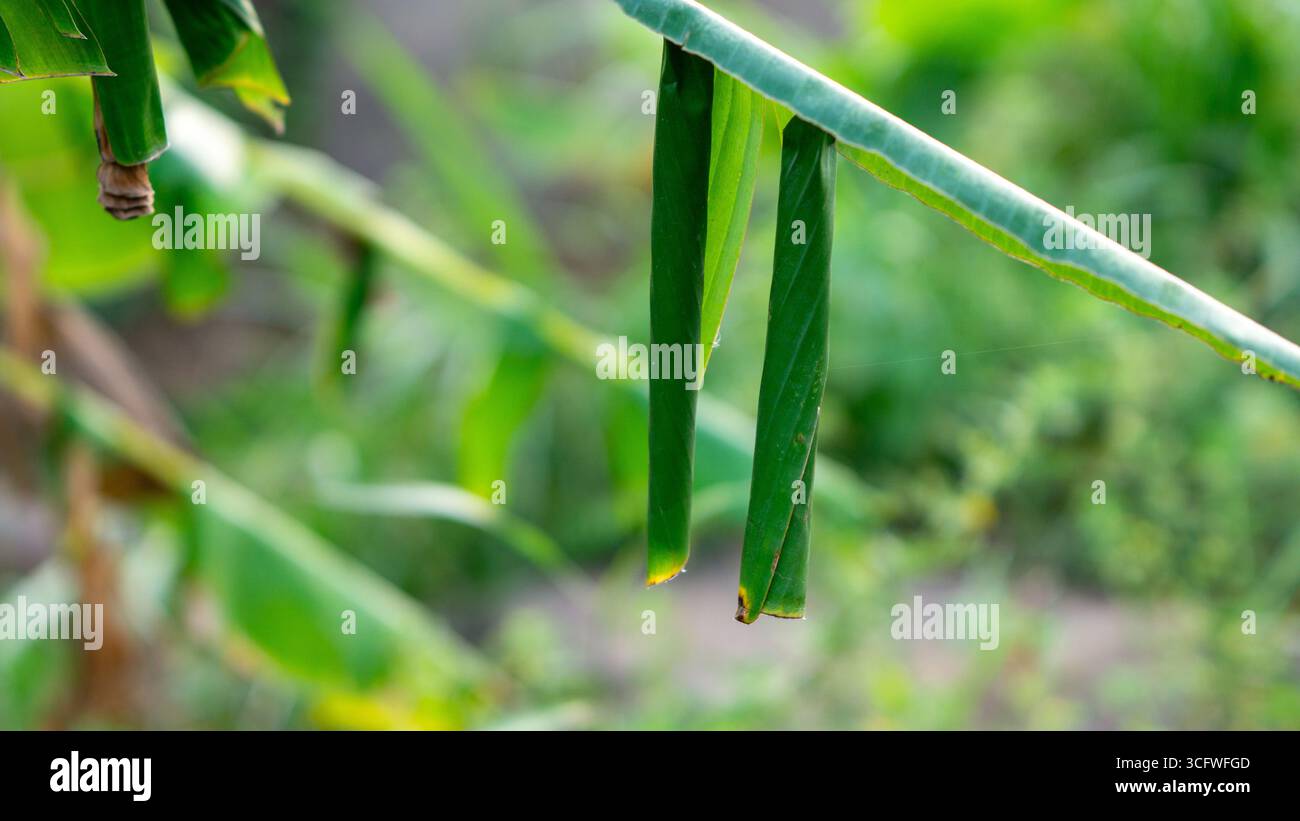 Rolled banana leaves on a tree, where Erionota thrax (banana skipper ...