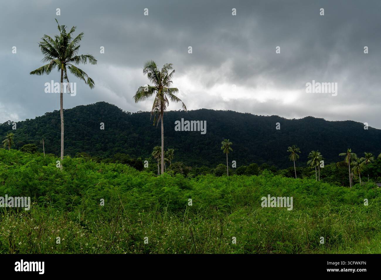 Koh Chang, Thailand. 19th Aug, 2025. A view inside the park of the ...