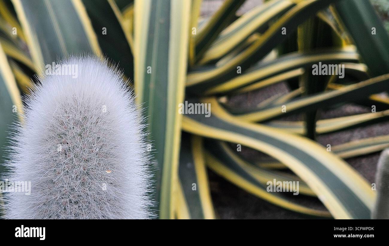 fuzzy cephalocereus cactus with agave leaves background Stock Photo - Alamy