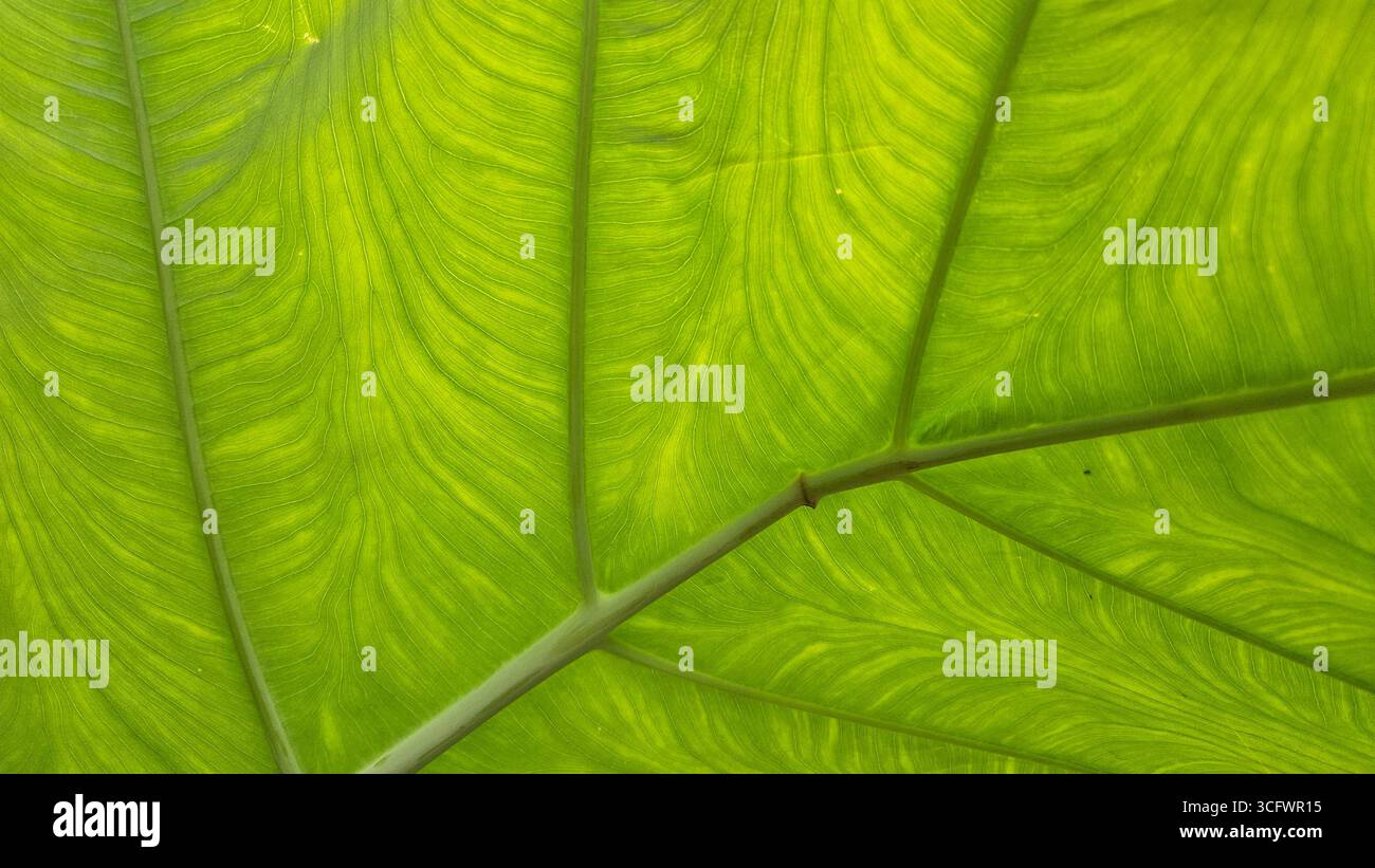 Macro close-up of a Colocasia leaf (Elephant Ear plant) showing bright ...
