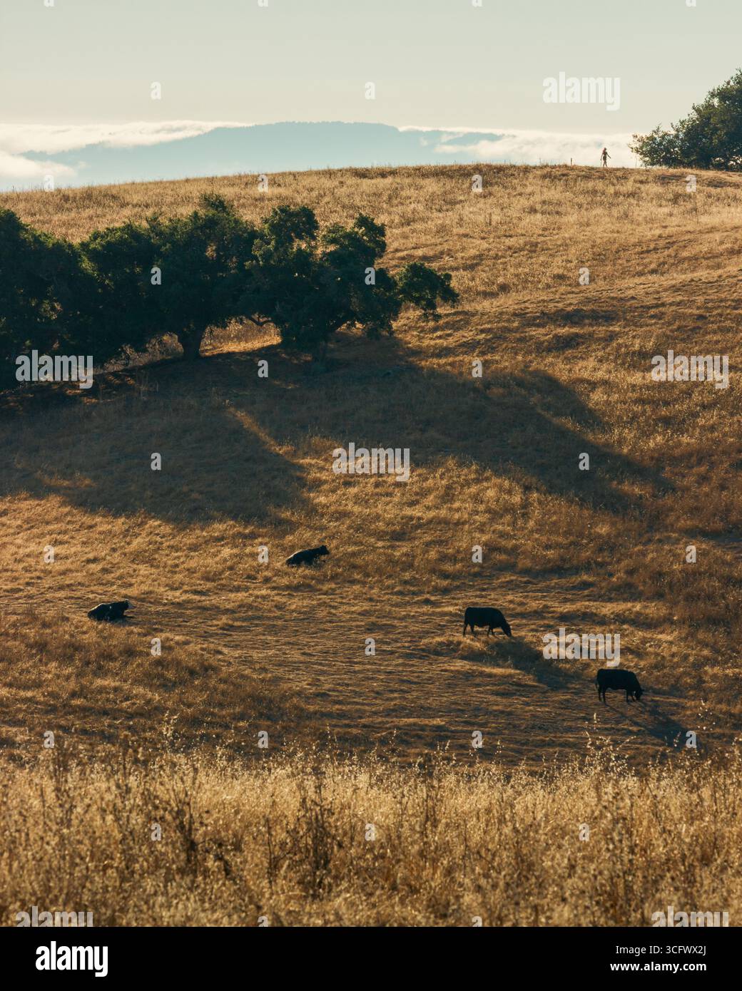 Shot grazing herd cows hi-res stock photography and images - Alamy