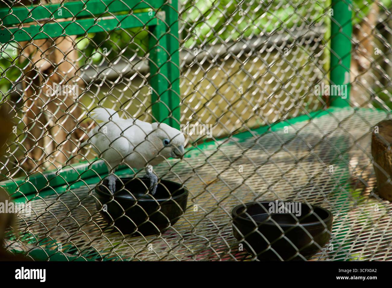 A white cockatoo stands on a feed bowl inside an aviary at Hallim Park ...