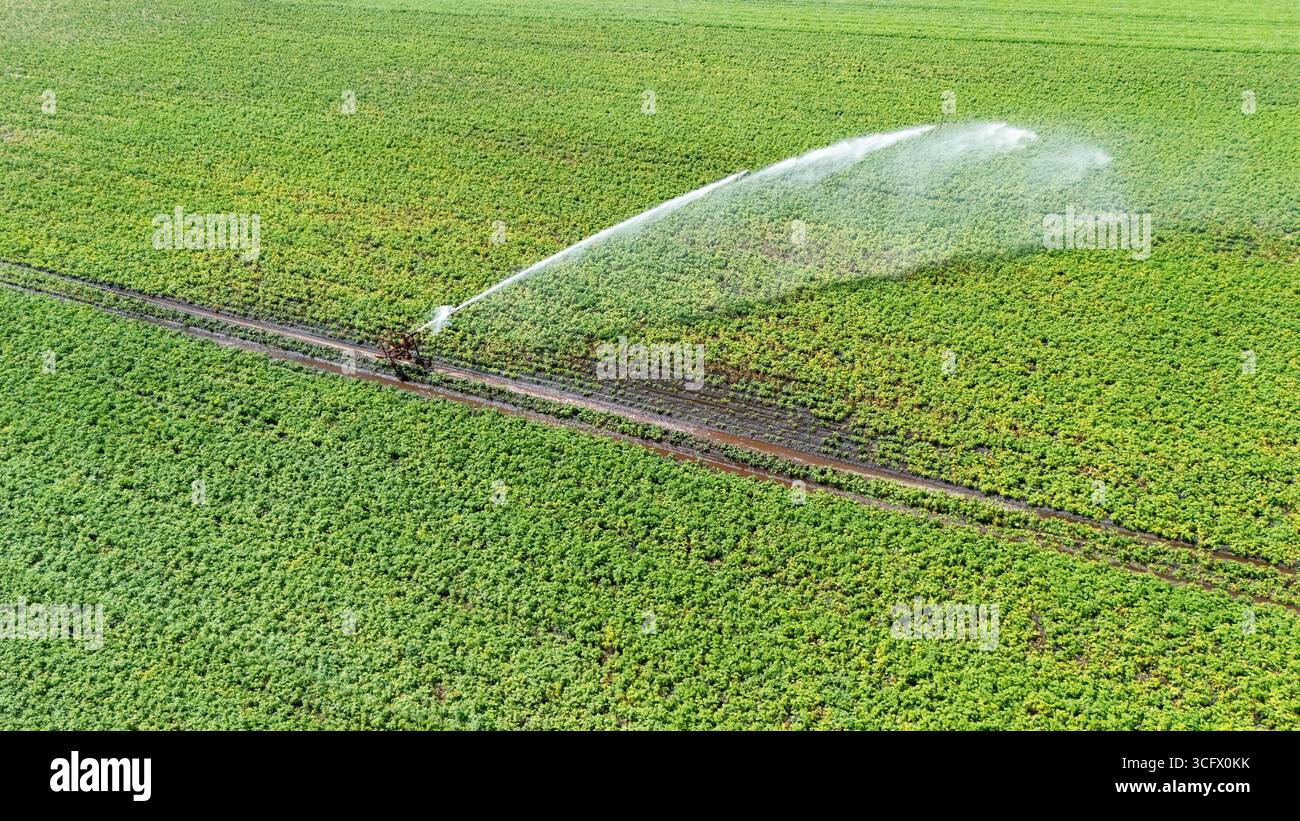 Aerial drone view of irrigation system, water jet rain guns sprinklers ...