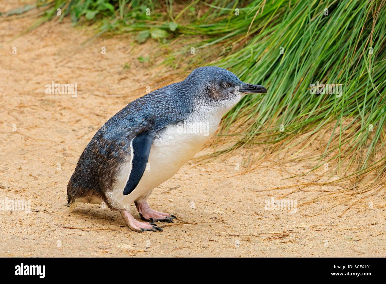 Australian aquatic habitat hi-res stock photography and images - Alamy