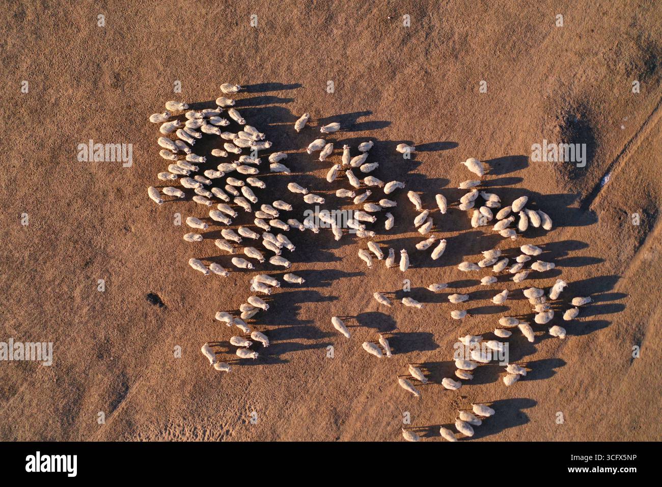 Sheep herd forms giant sheep outline in aerial view over sandy terrain ...