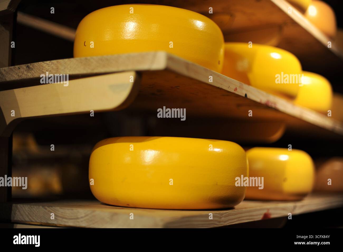 Wheels of cheese ripening and maturing on a shelf in a dairy farm in ...