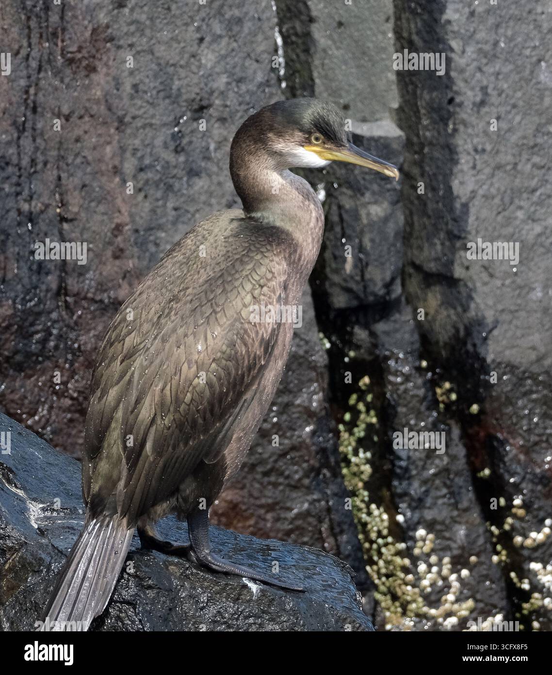 Phalacrocoracidae is a family of approximately 40 species of aquatic ...