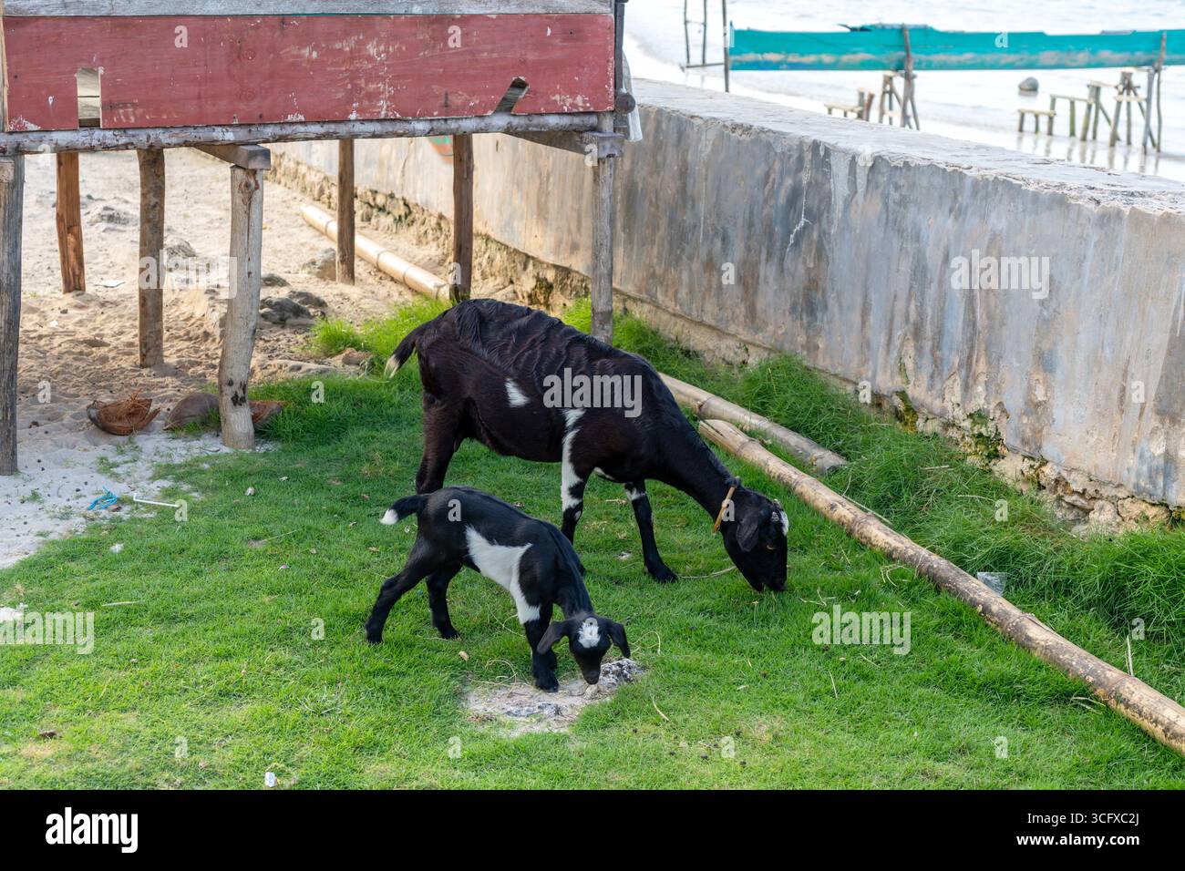 Goat grazing peacefully near hi-res stock photography and images - Alamy