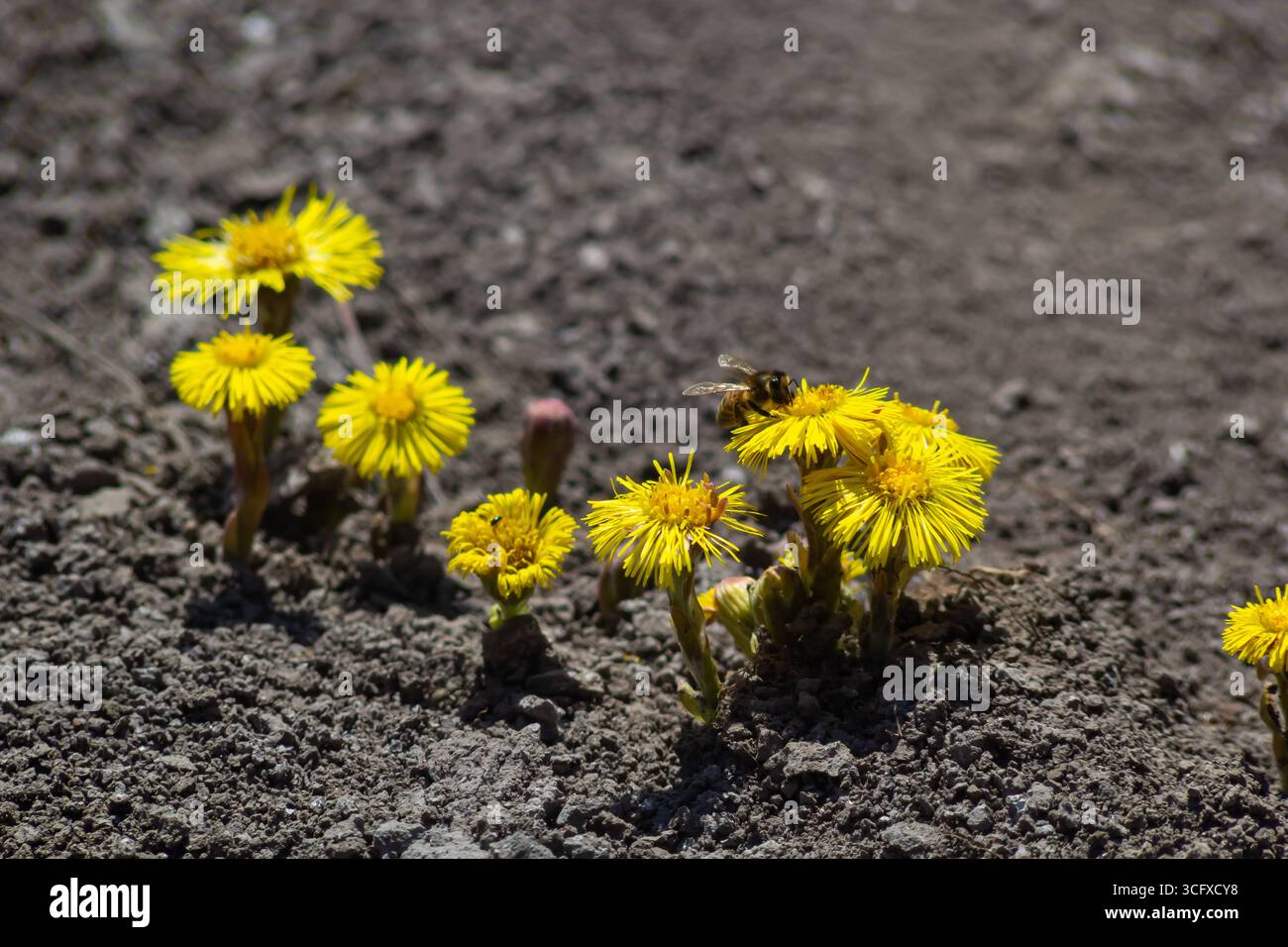 Tussilago farfara, commonly known as coltsfoot is a plant in the ...