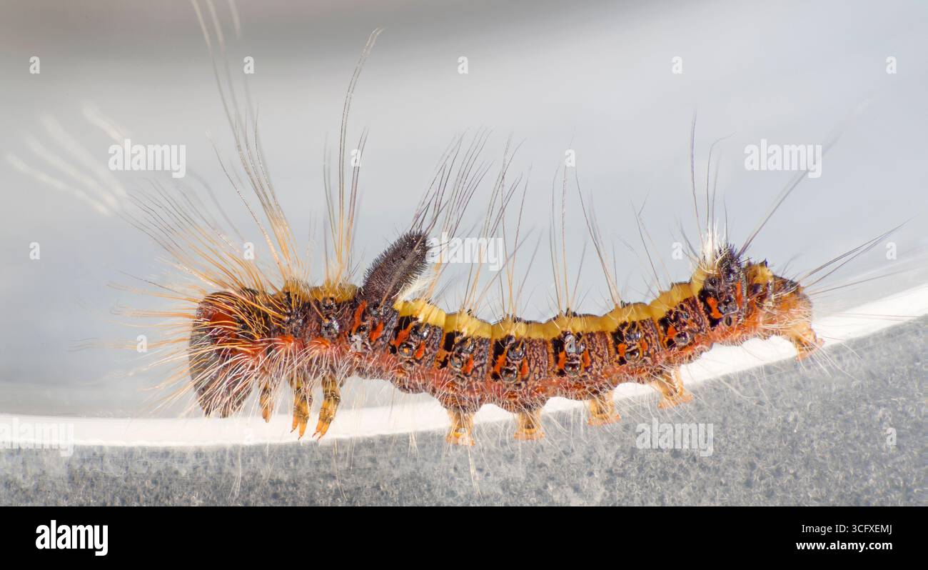 Grey Dagger moth caterpillar larva Stock Photo - Alamy