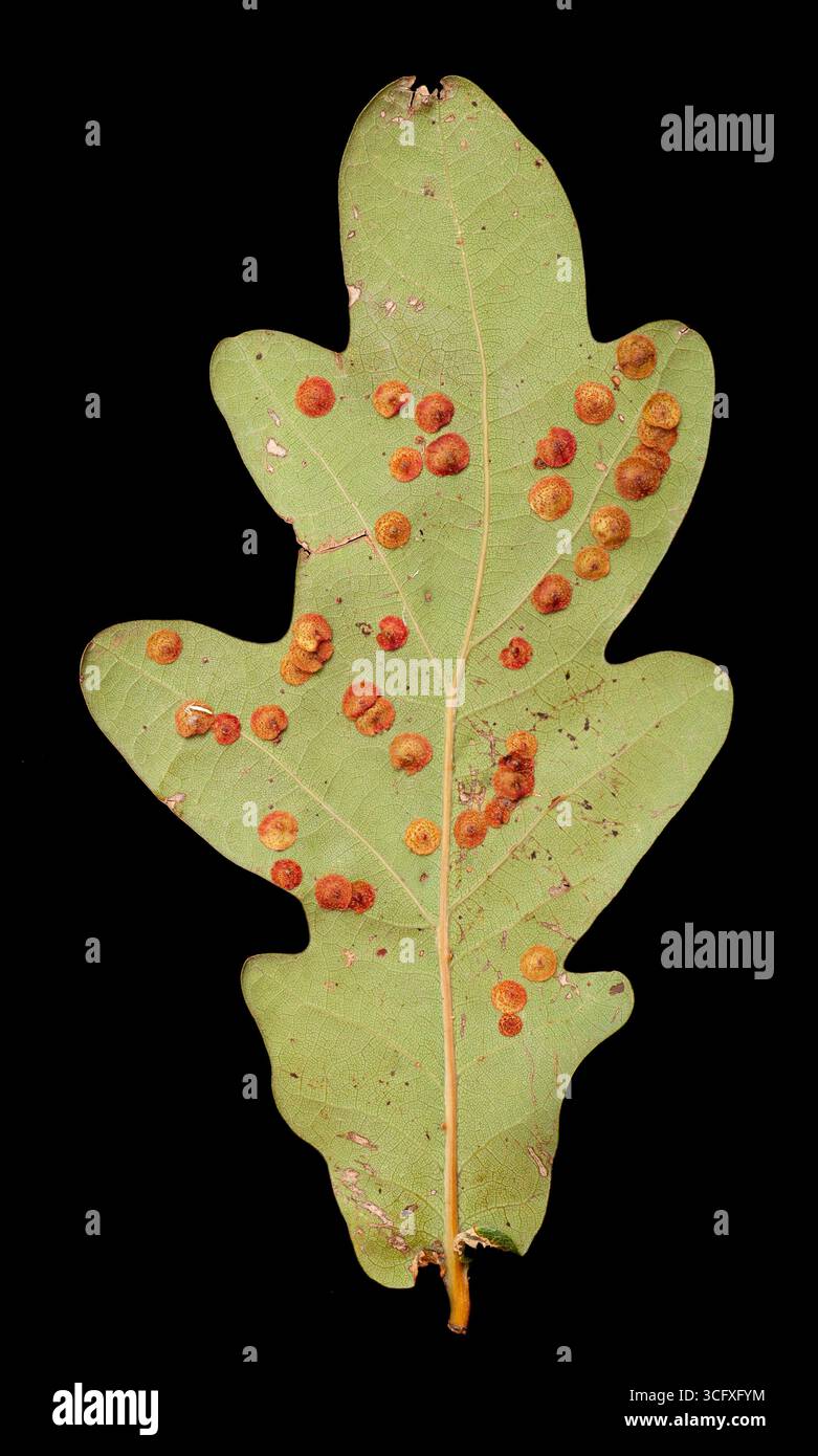 Common Oak spangle, gall wasp, Neuroterus quercusbaccarum Stock Photo ...