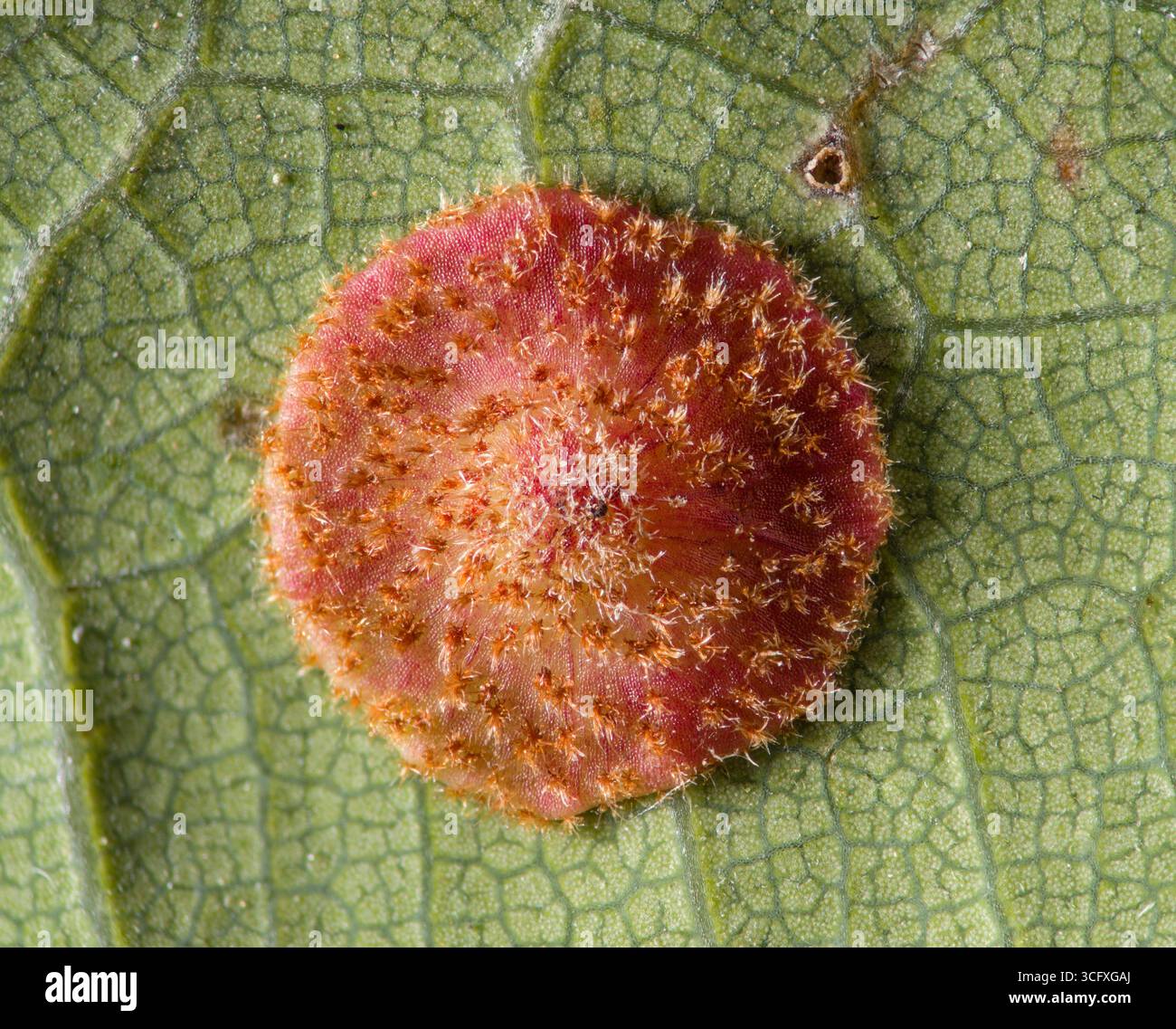 Common Oak spangle, gall wasp, Neuroterus quercusbaccarum Stock Photo ...