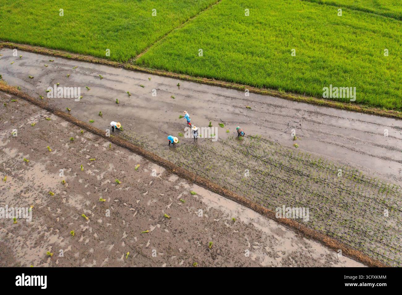 Aerial view of workers planting rice seedlings in muddy fields, a ...