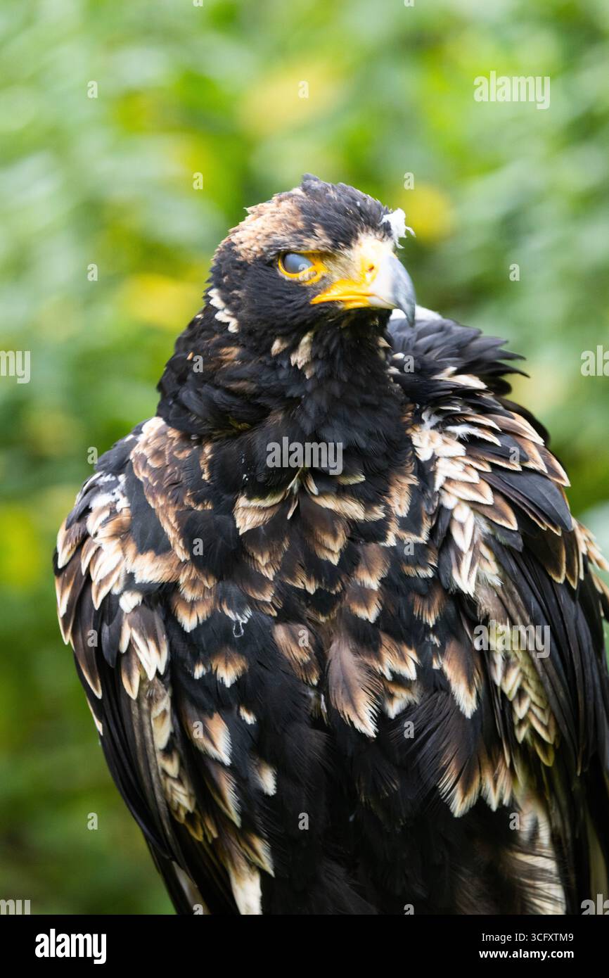A young Black Eagle is blinking and shows the opaque third eye lid ...