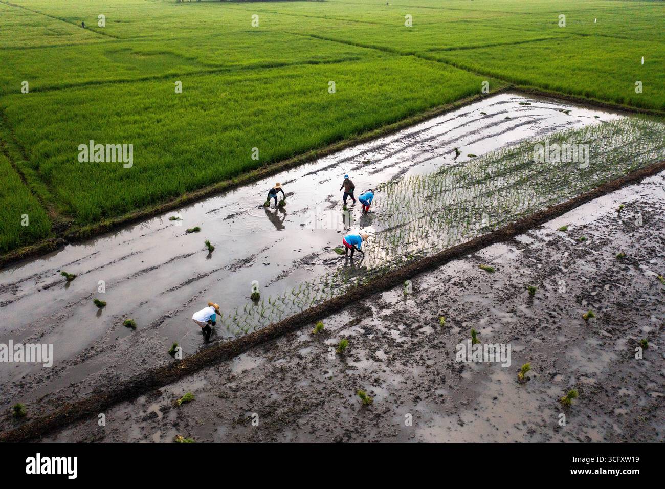 Aerial view of farmers planting rice seedlings in flooded paddy fields ...