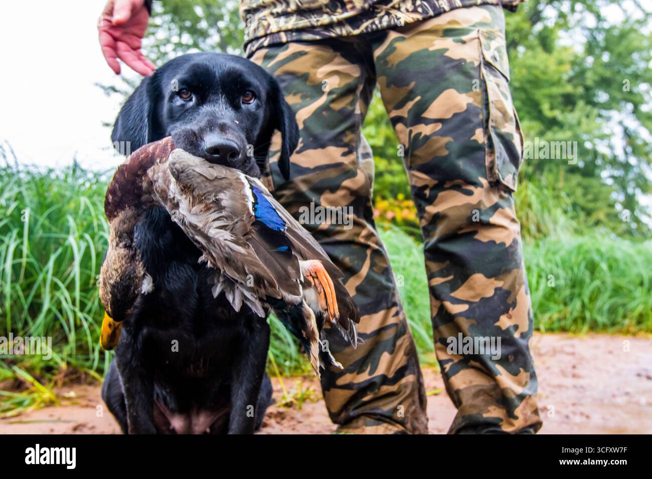 Duck hunting dead hi-res stock photography and images - Alamy