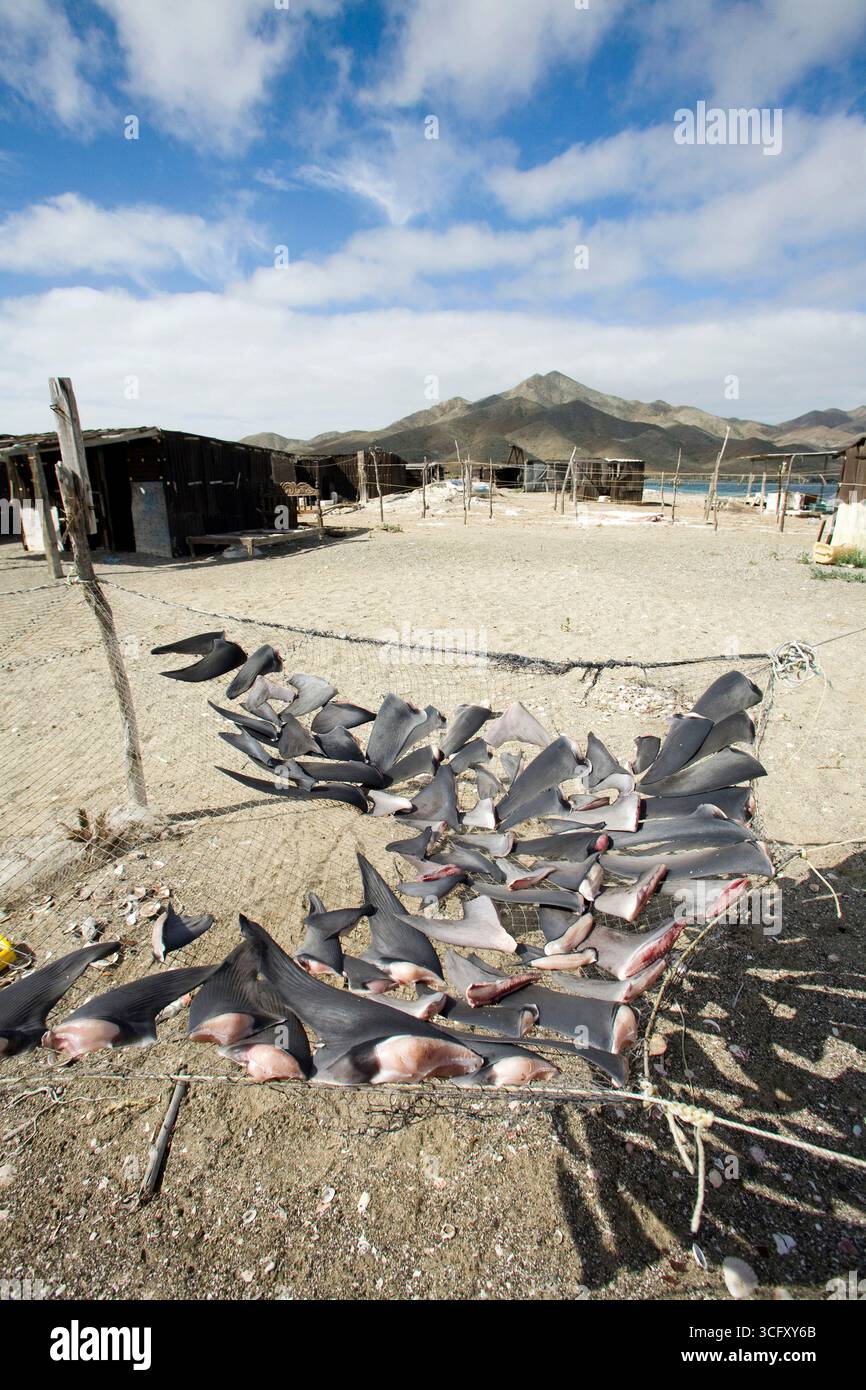 Blue shark fins drying at a shark fishing camp in Magdalena Bay, Baja ...