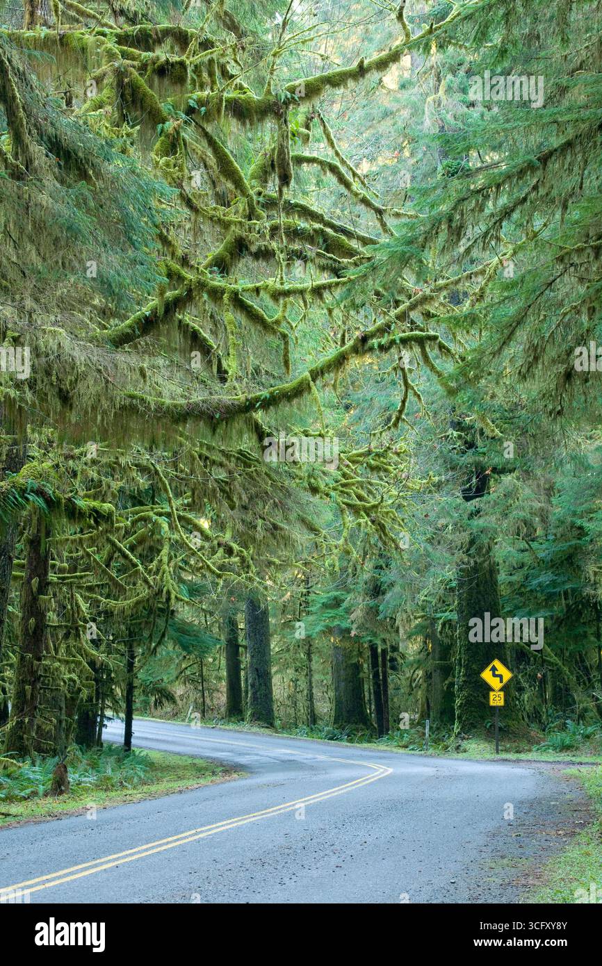 Road in the Hoh River rain forest. Olympic NP, WA Stock Photo - Alamy