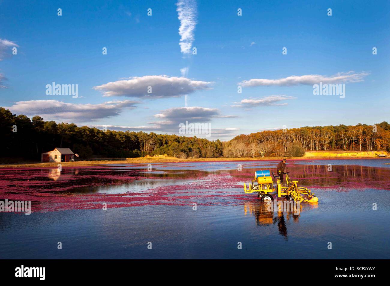 After flooding a bog, Cape Cod cranberry grower uses a water harvester ...