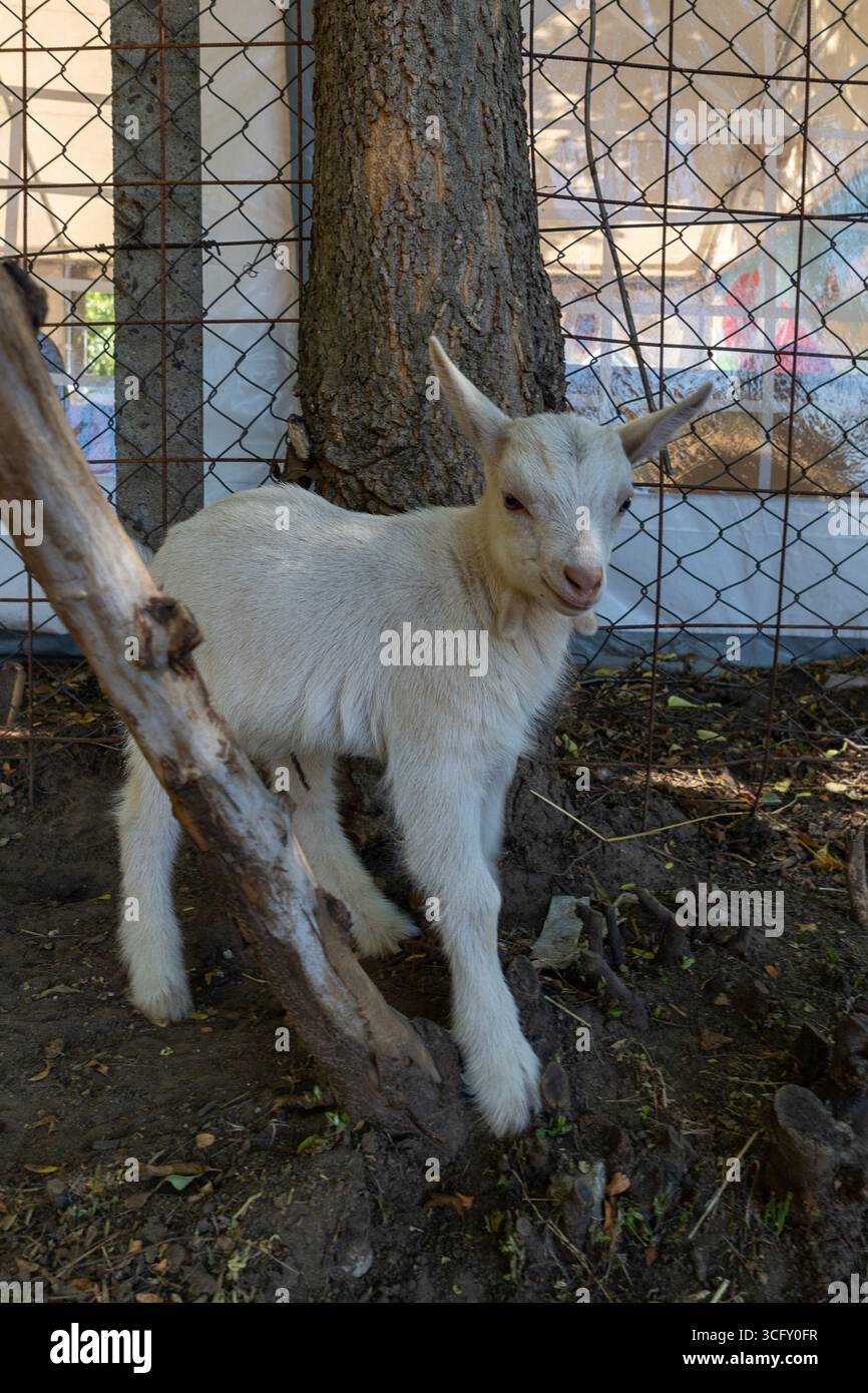 Animal farm, zoo Stock Photo - Alamy