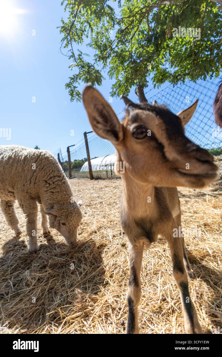 Animal farm, zoo Stock Photo - Alamy