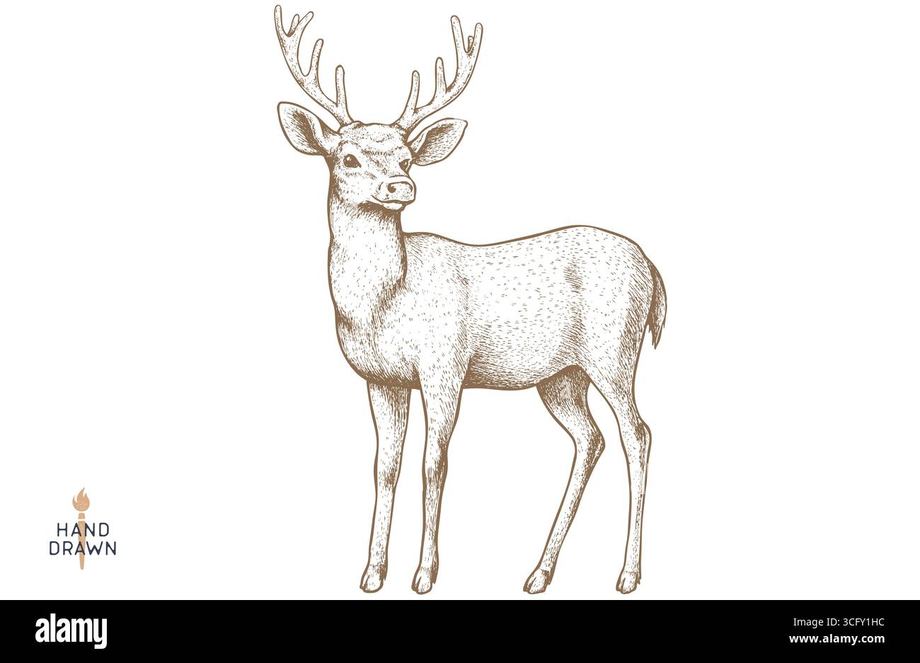 Stag drawn Cut Out Stock Images & Pictures - Alamy