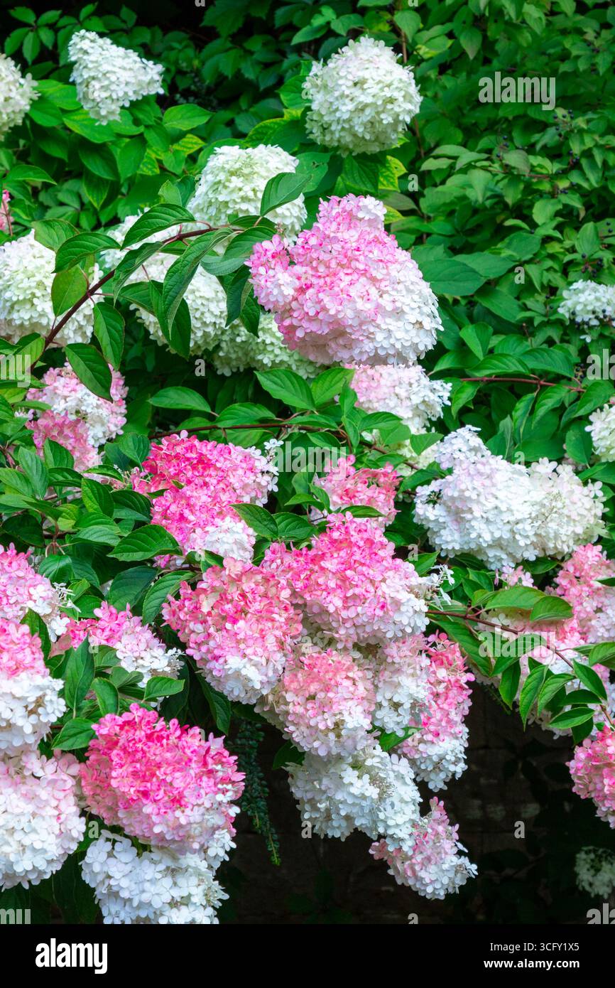 Branches of blooming white-pink hydrangea among green leaves. Close-up ...