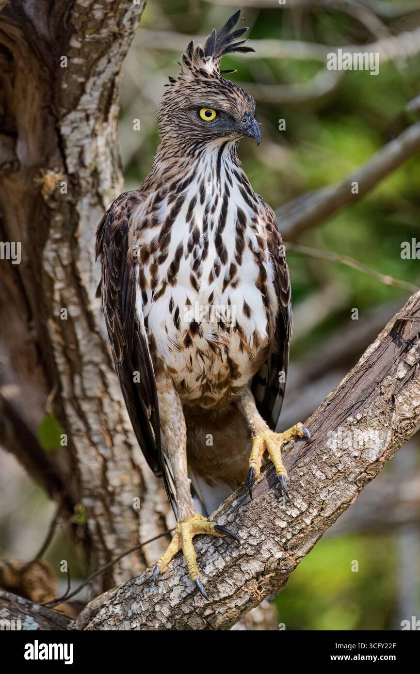 Changeable hawk-eagle (Nisaetus cirrhatus) in a tree, Sri Lanka Stock ...
