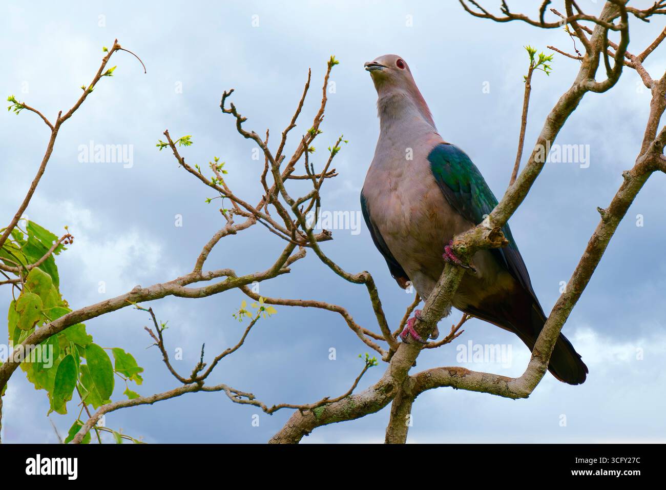 Green imperial pigeon (Ducula aenea), Sri Lanka Stock Photo - Alamy