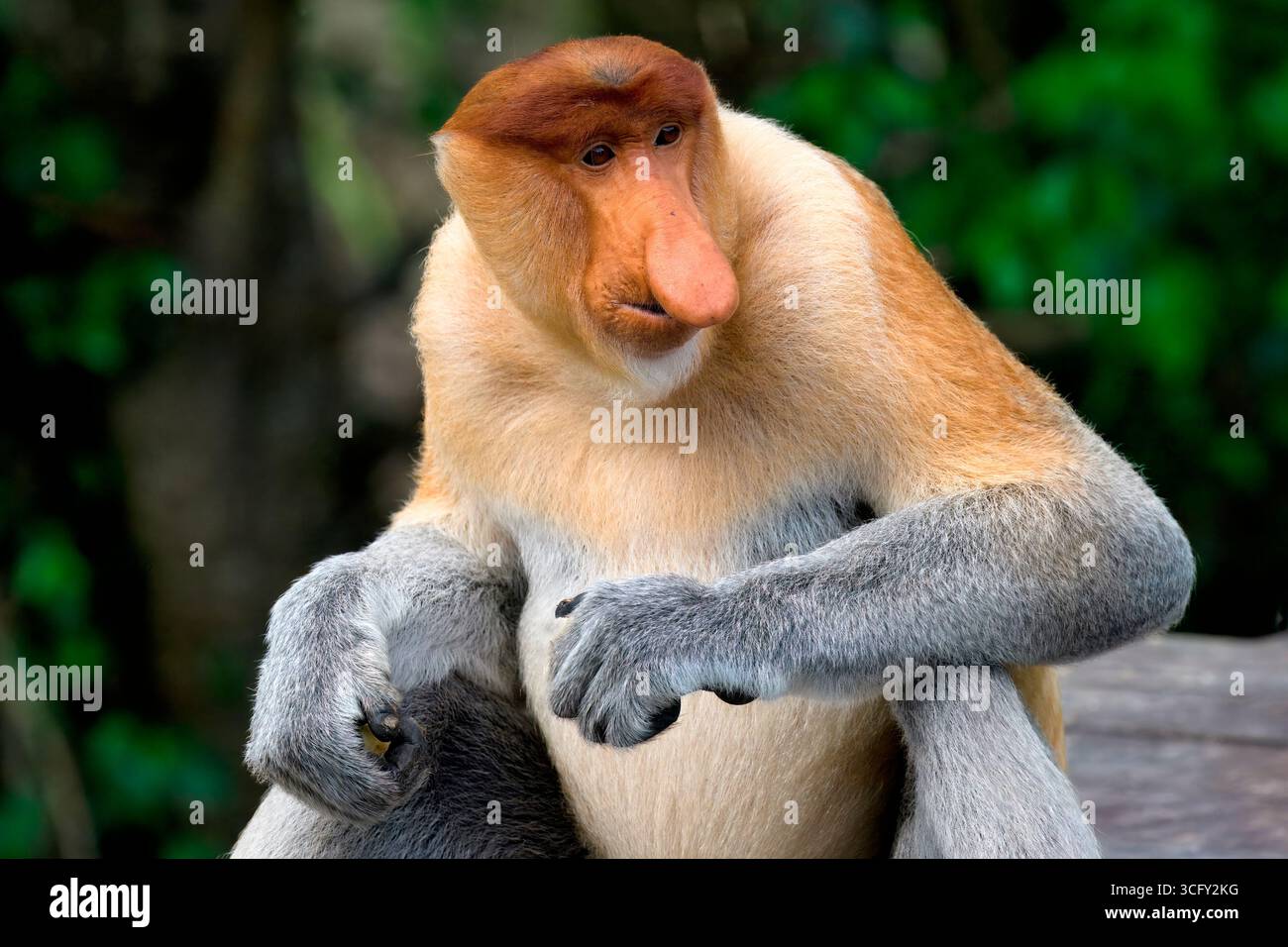 Endemic Proboscis monkey or Long-nosed monkey (Nasalis larvatus ...