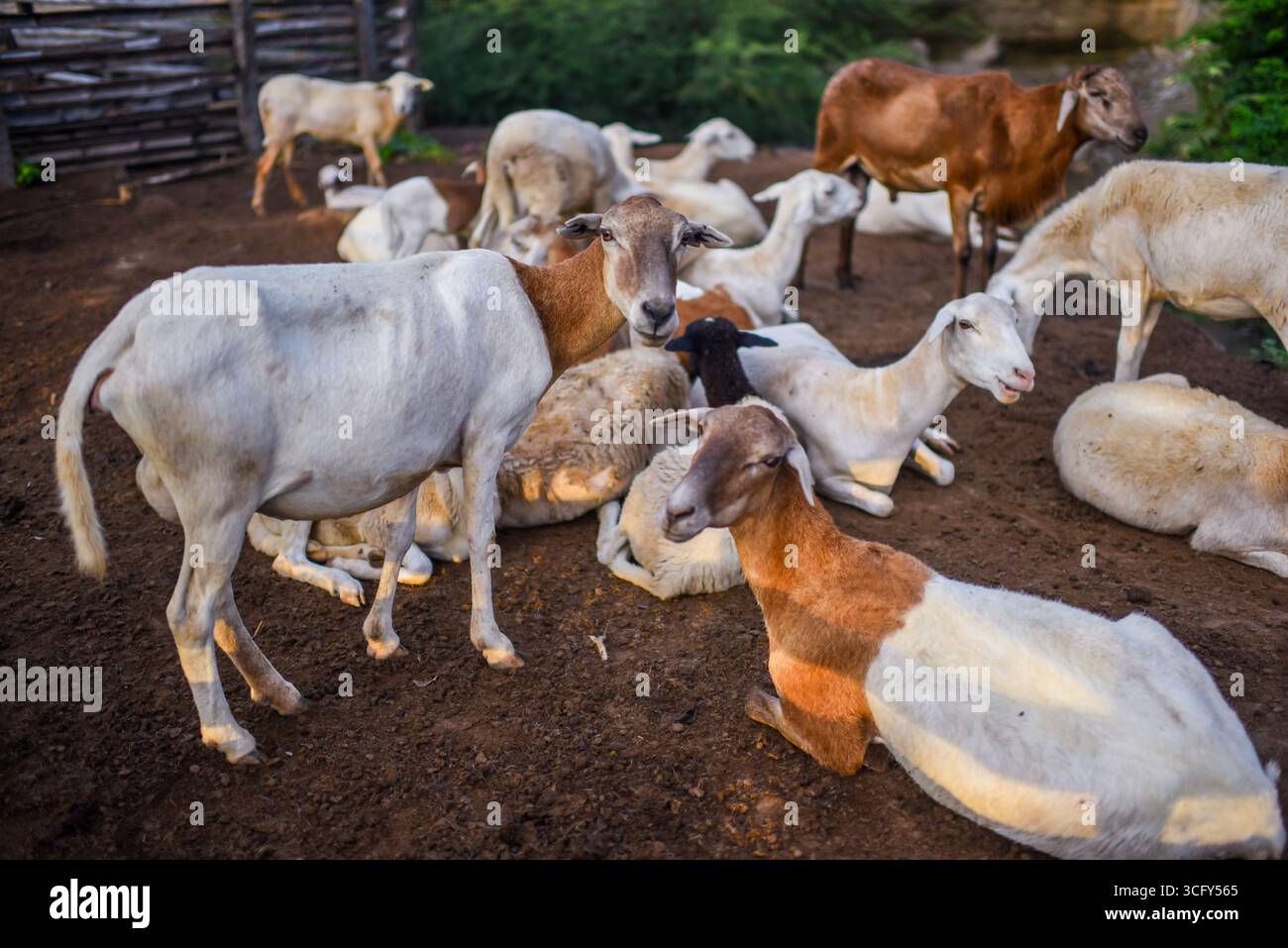 Cattle on a farm in Tatacoa Desert, Colombia Stock Photo - Alamy