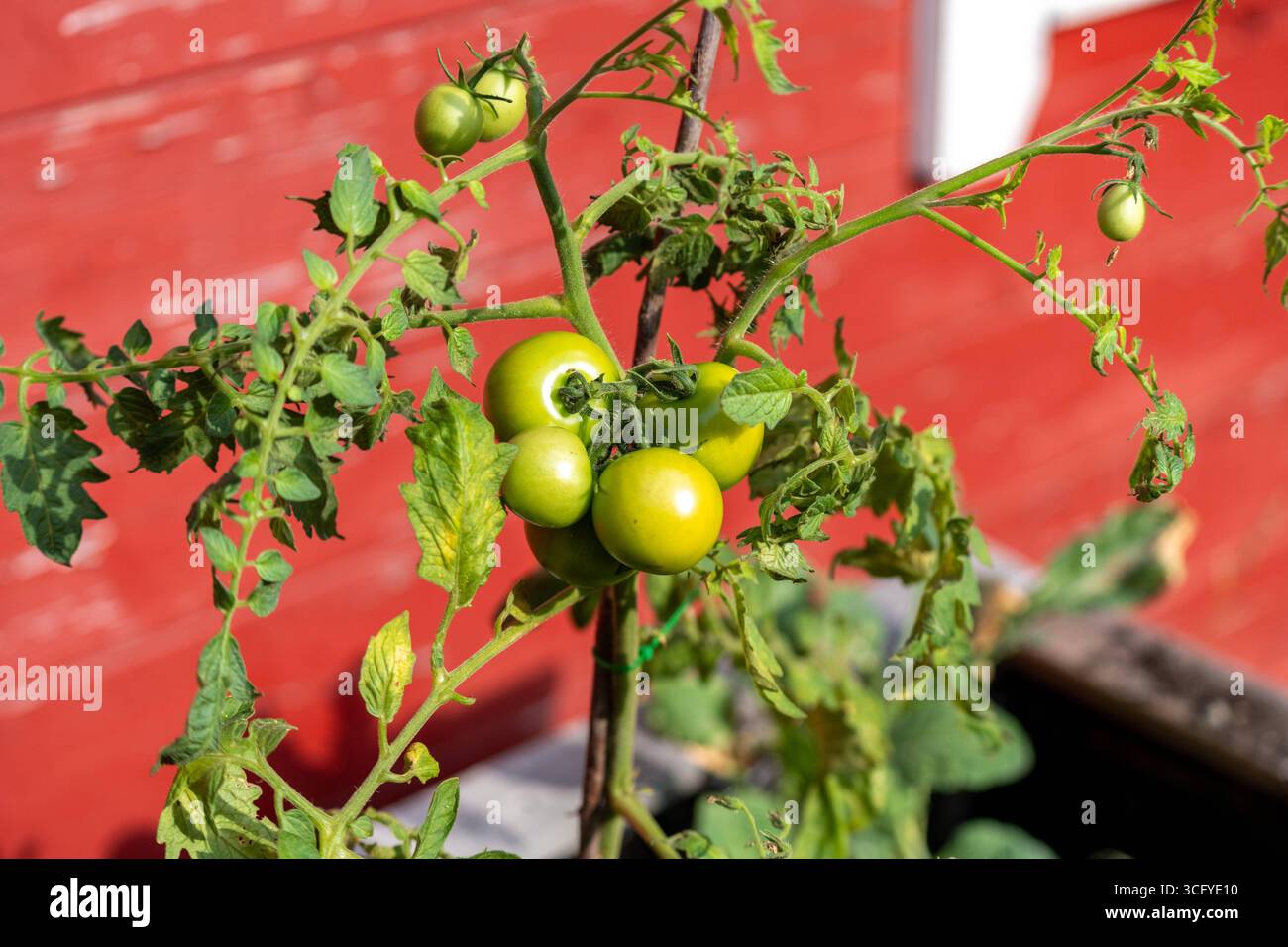Bavaria, Germany - August 24, 2025: Green tomatoes growing on a plant ...