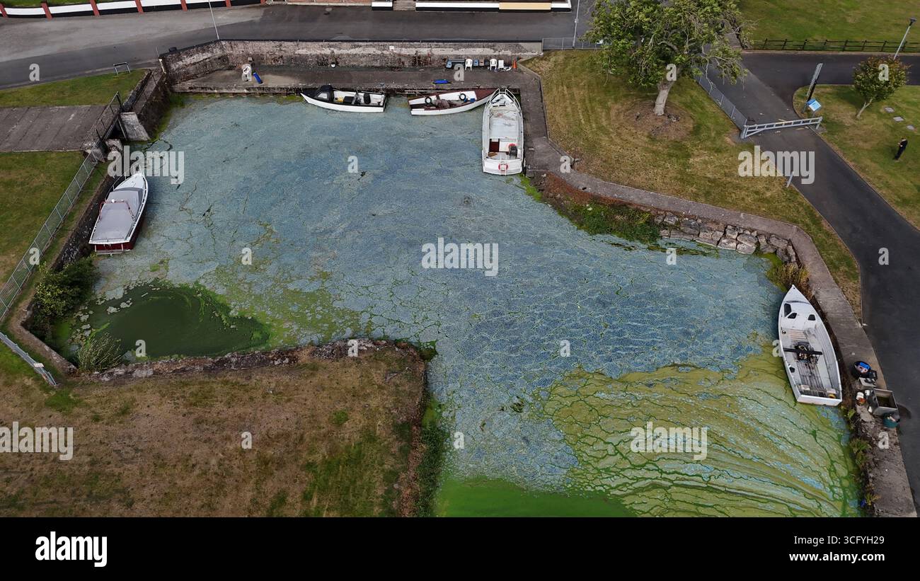 Blue-green algae at Battery Harbour on Lough Neagh near Cookstown in Co ...