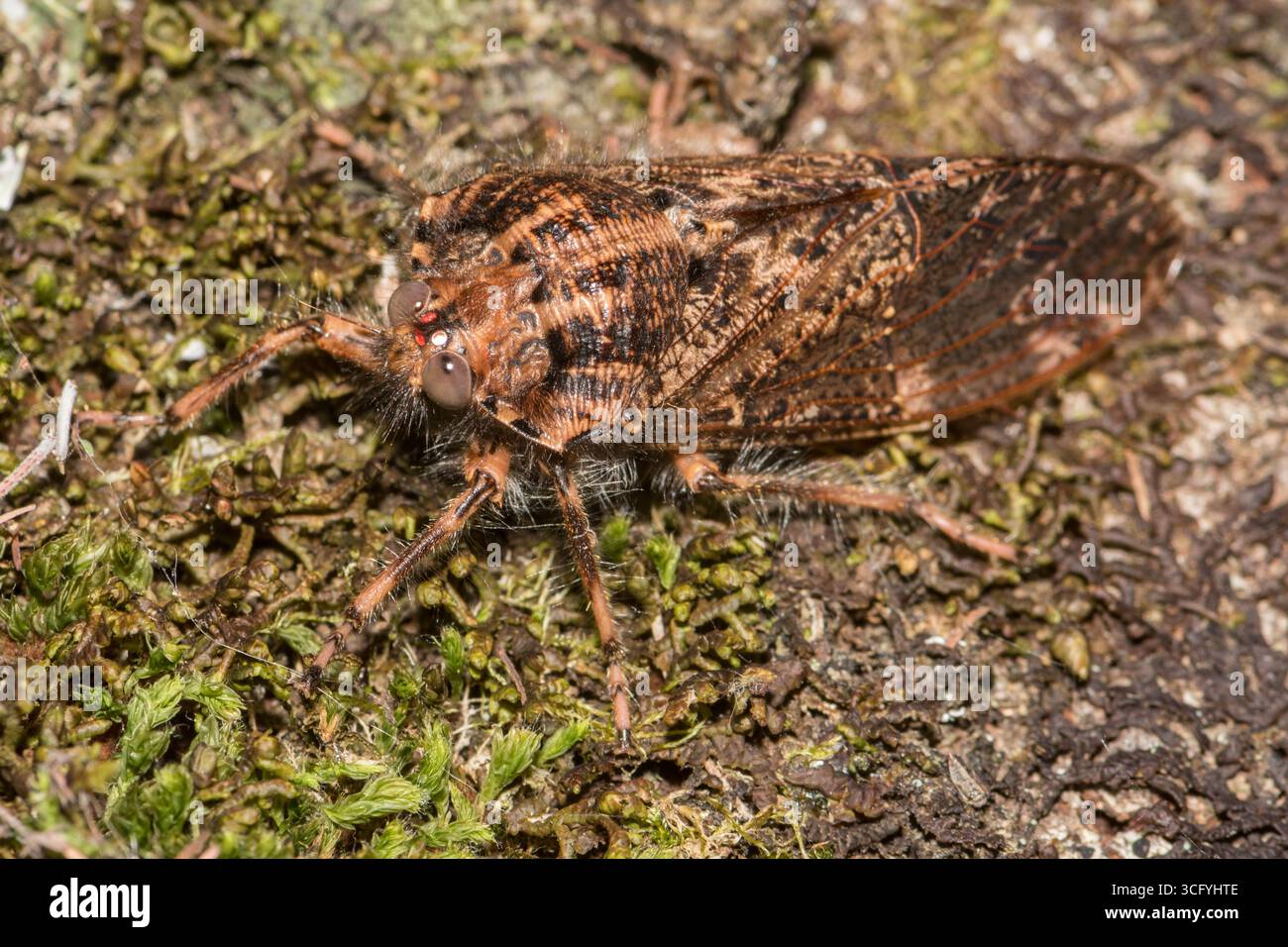 Alpine macro fauna hi-res stock photography and images - Alamy