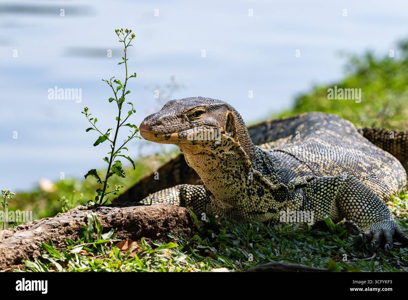 Monitor lizard varanus salvator near hi-res stock photography and ...